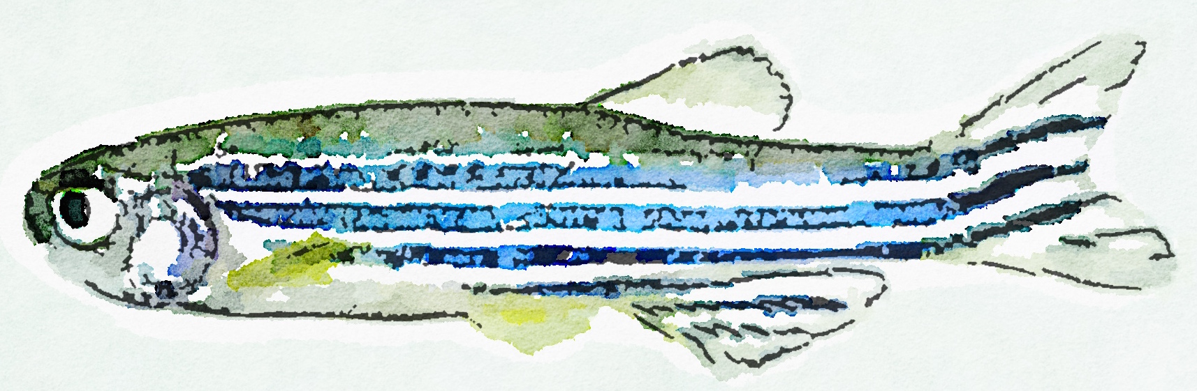 Mechanisms Underlying Behavior Lab – Mathuru Lab Website